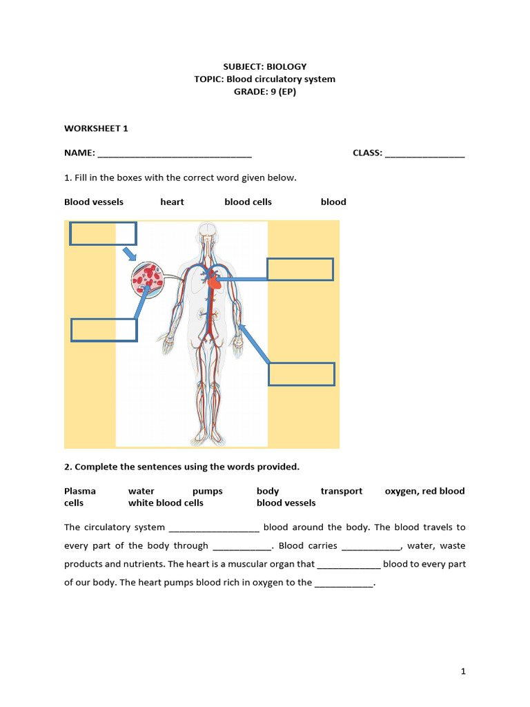 Biology G9 Extended Programme Worksheet1-1 | PDF | Blood | Phagocyte
