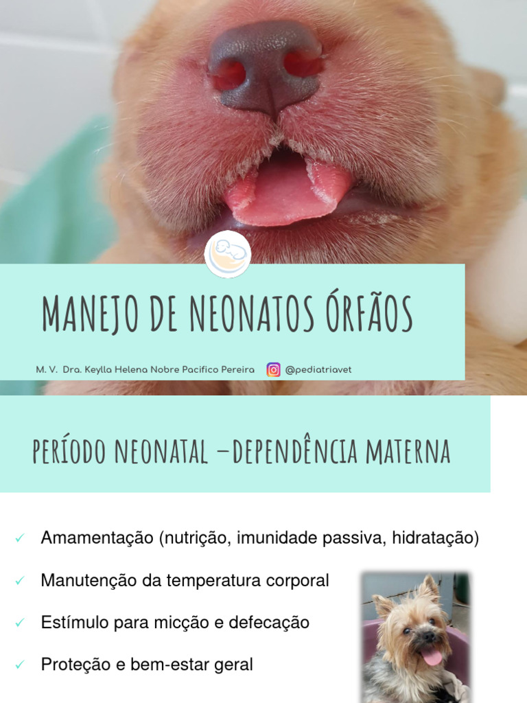 Neonatos Órfãos - Usp 2023 | PDF | Leite | Especialidades médicas