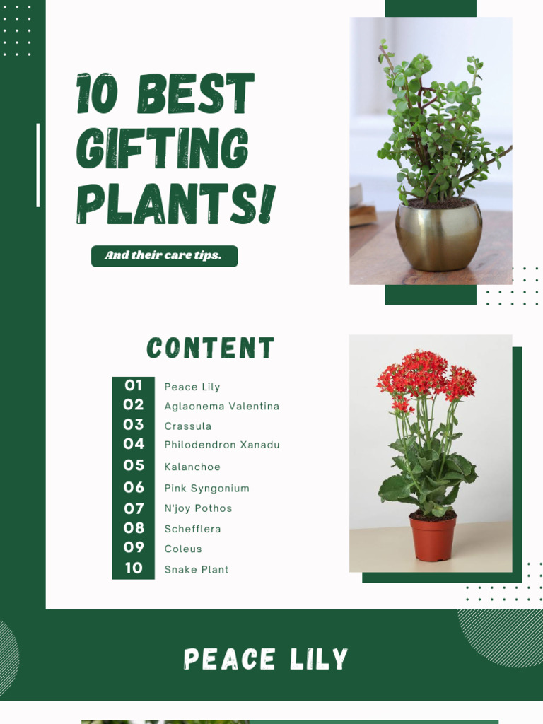 10 best gifting/indoor plants. | PDF | Houseplant | Botany
