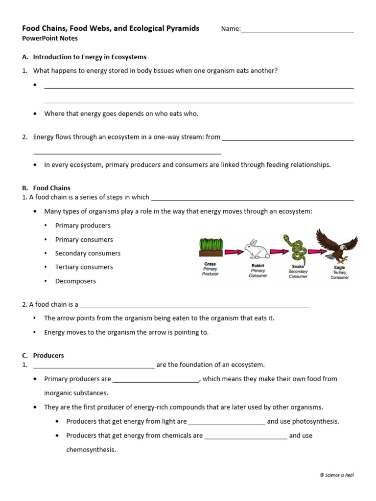 Handout For Food Chains Webs Pyramids PowerPoint | PDF | Food Web ...