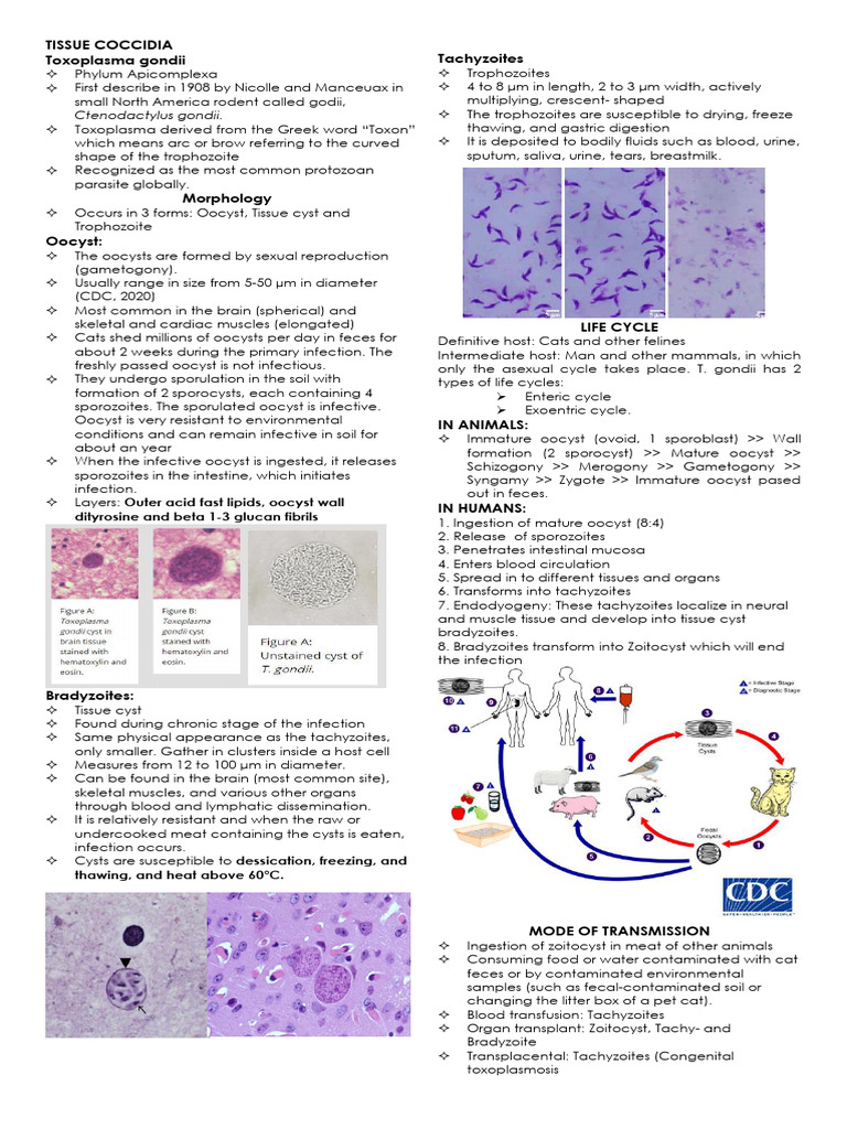 M2. TISSUE and INTESTINAL COCCIDIA | PDF | Biology | Clinical Medicine