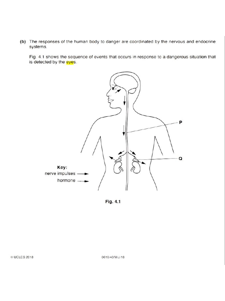 Sense Organs The Eye | PDF