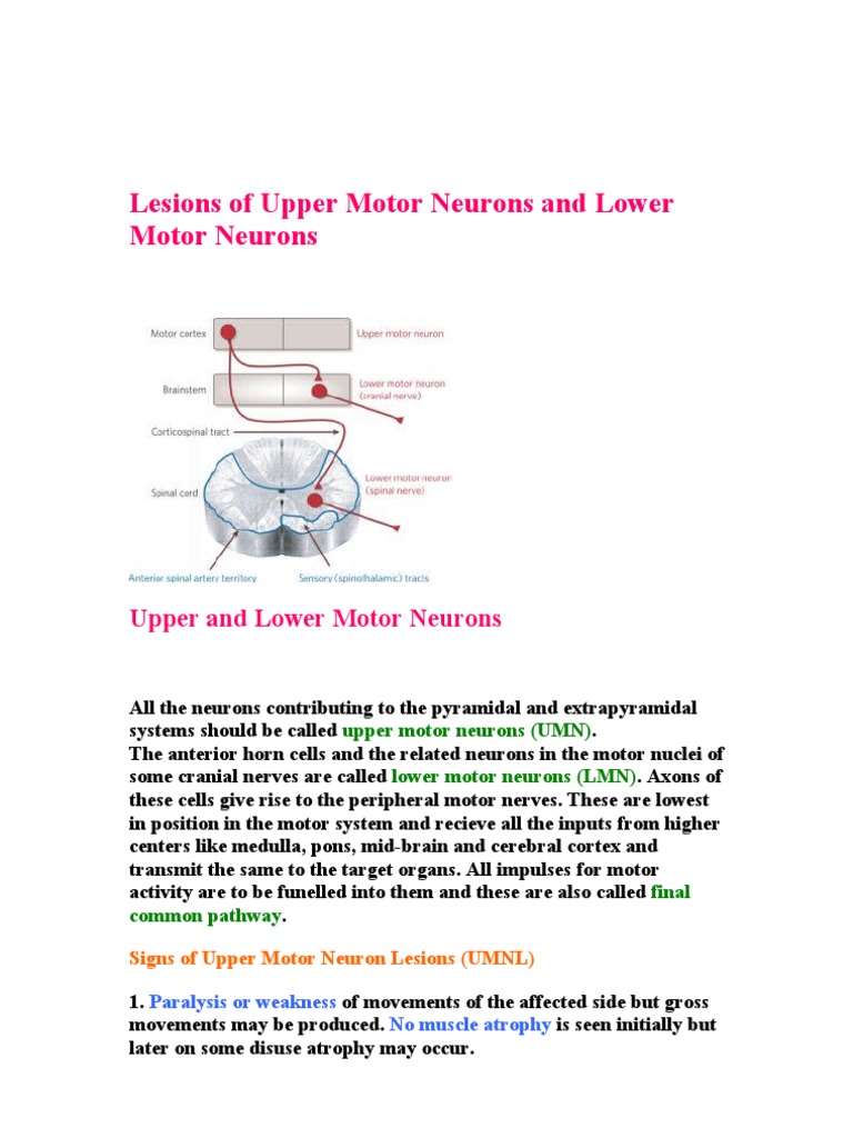 Upper vs Lower Motor Neuron Lesions | PDF | Anatomical Terms Of Motion ...