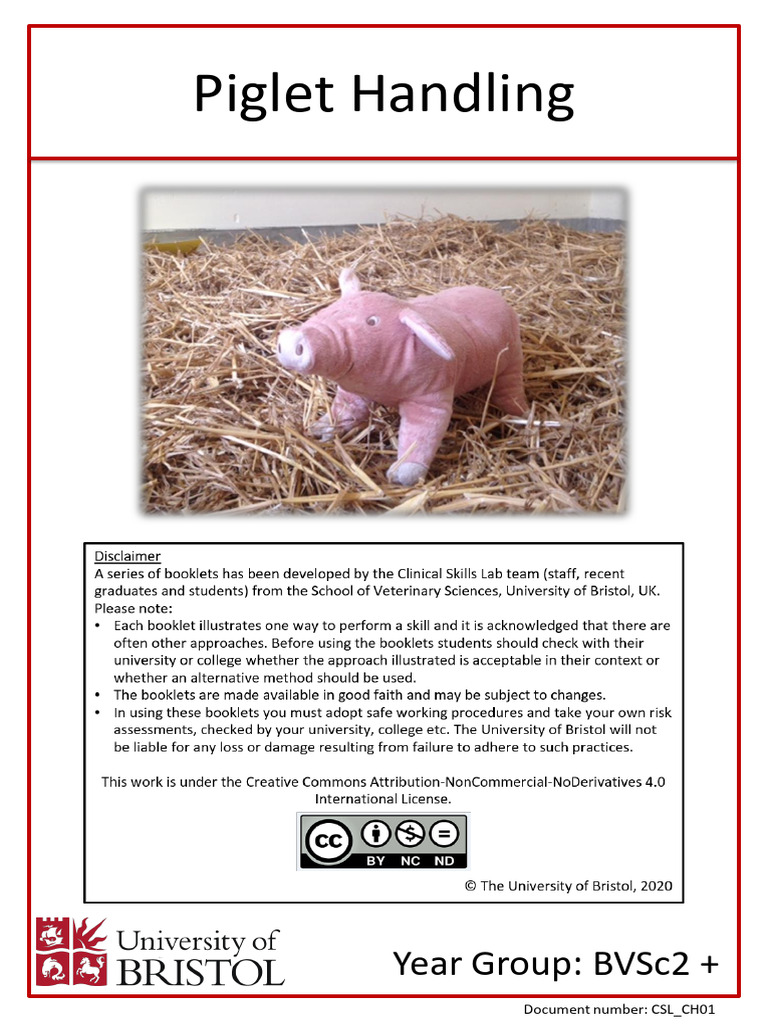 Piglet Handling | PDF | Pig | Injection (Medicine)