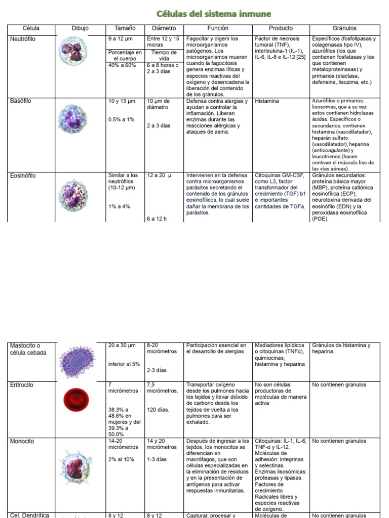 Celulas Del Sistema Inmune (Cuadro Comparativo) | PDF | Linfocitos | Sistema inmune