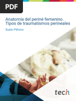 Anatomía del Periné y sus Músculos | PDF | Vagina | Pelvis