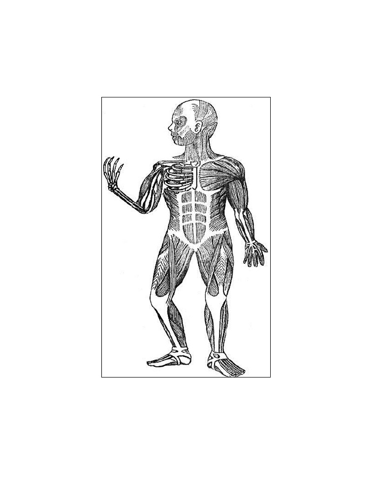 Los Musculos para Segundo de Primaria | PDF | Músculo | Sistema ...