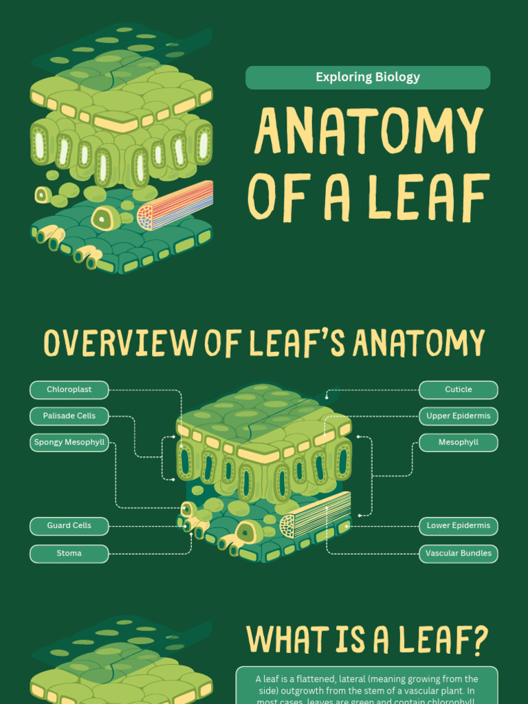 Anatomy of A Leaf Science Educational Presentation in Green and Yellow ...