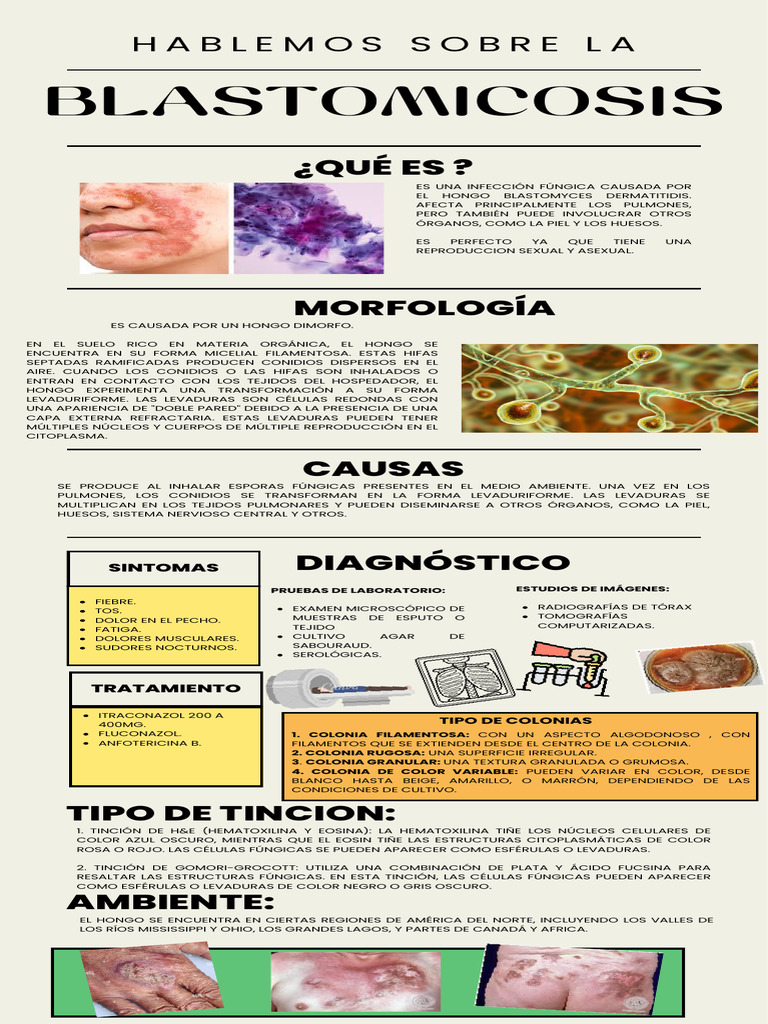 Infografia Blastomicosis | PDF | Hongo | Tinción