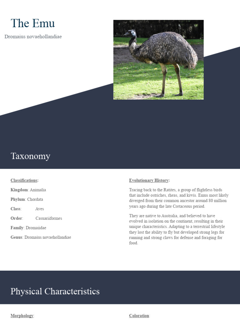 Emu: Taxonomy, Traits, and Ecology | PDF | Birds | Predation