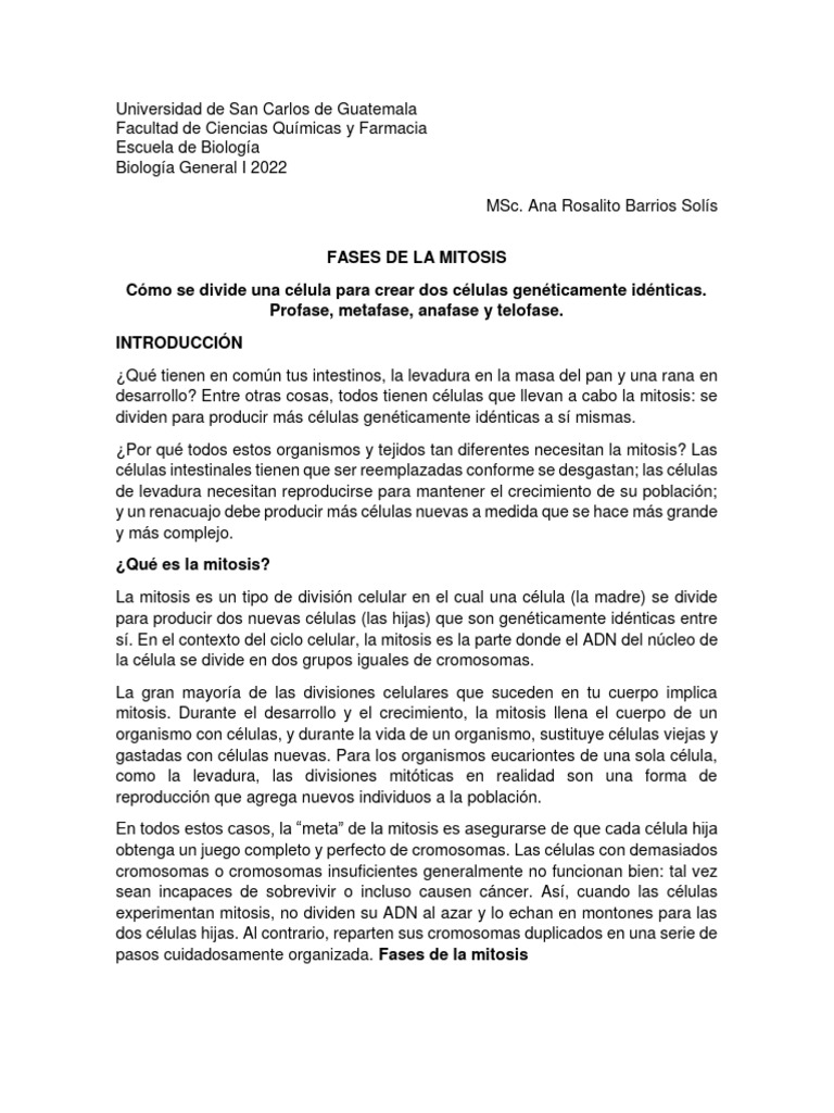 Fases de la Mitosis | PDF | Mitosis | Cromosoma