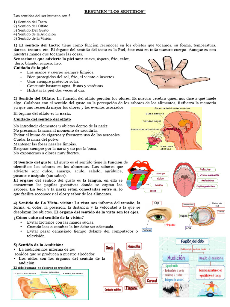 RESUMEN ciencias | PDF | Percepción visual | Gusto