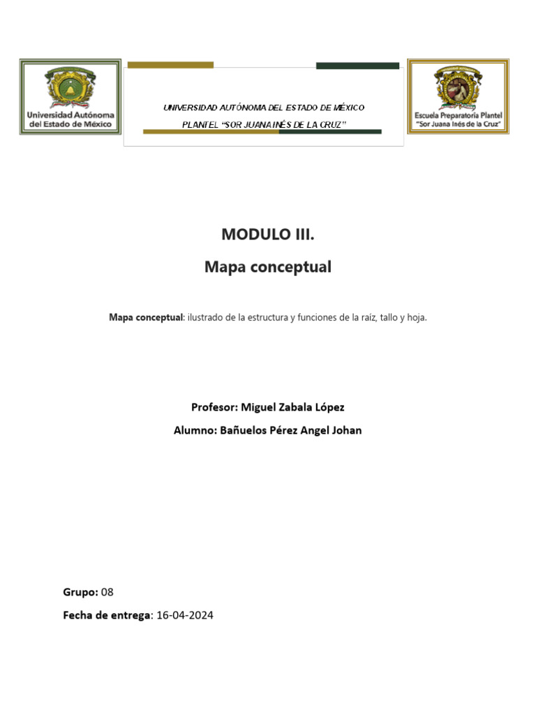 mapa conceptual tallo y hoja | PDF | Raíz | Tallo de la planta