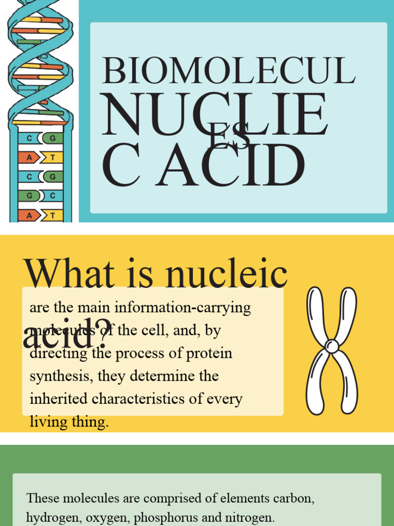 Nucleic Acid 1 | PDF | Foreign Language Studies | Wellness