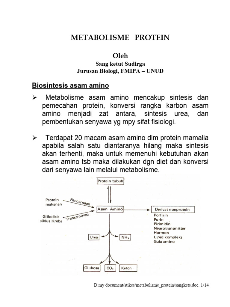 Metabolisme Protein | PDF