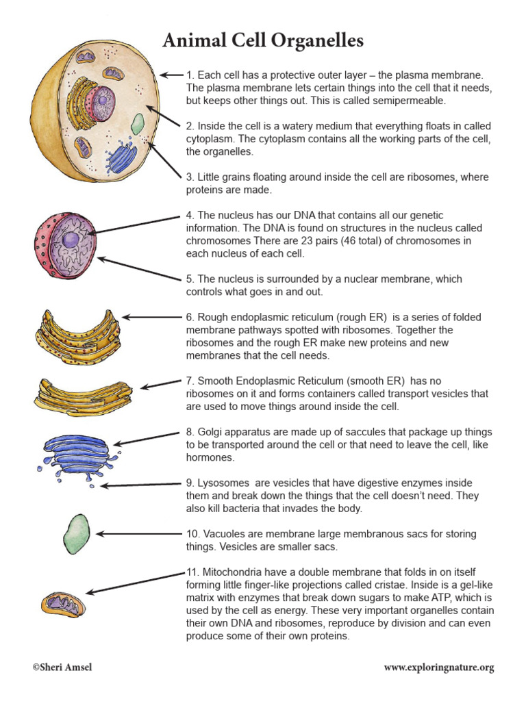 Cell Organelles Color Text | PDF | Home & Garden | Wellness