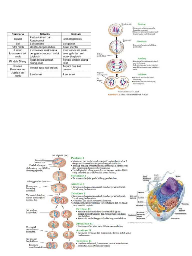 Bahan Gambar Ipa | PDF