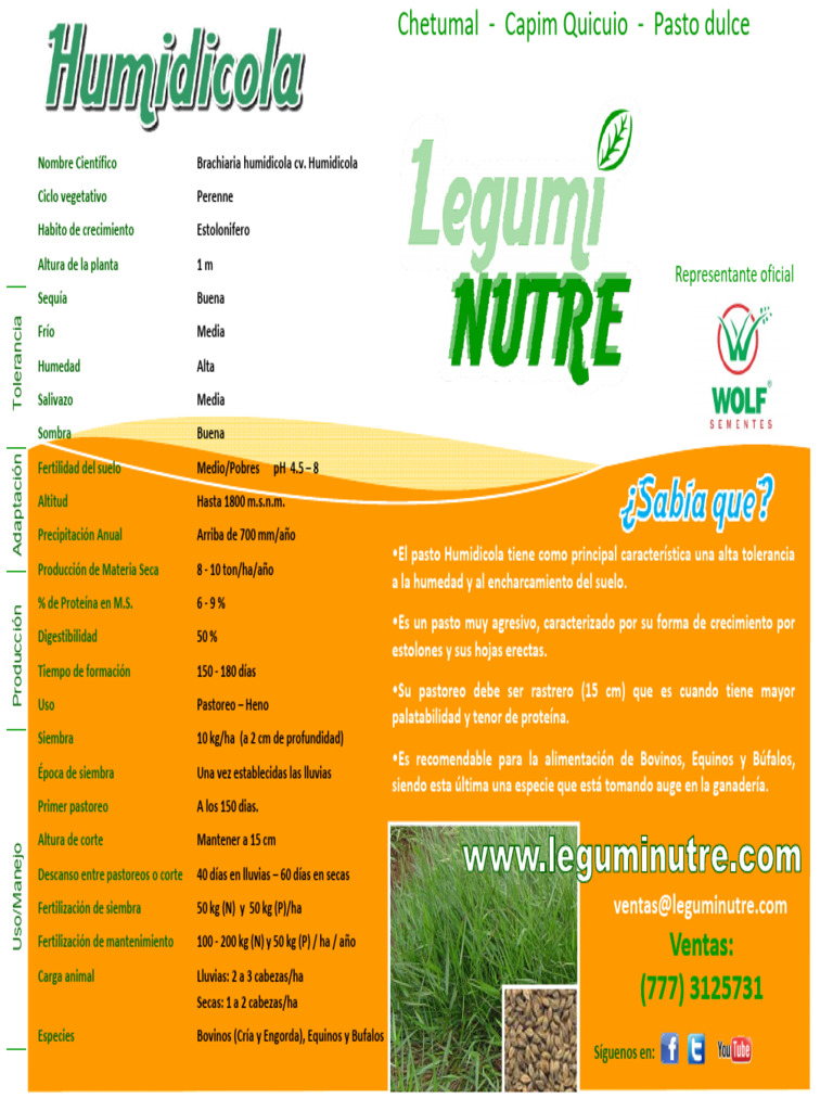 Humidicola | PDF | Pasto | Pasto