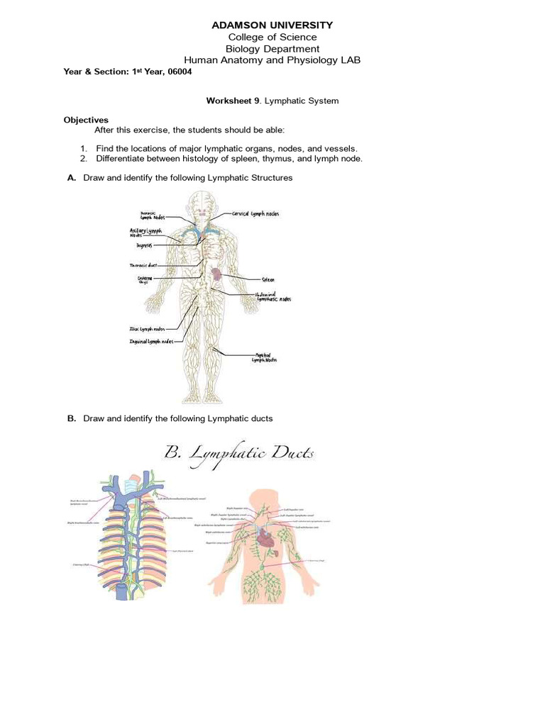 Worksheet9. Lymphatic System | PDF | Lymphatic System | Lymph