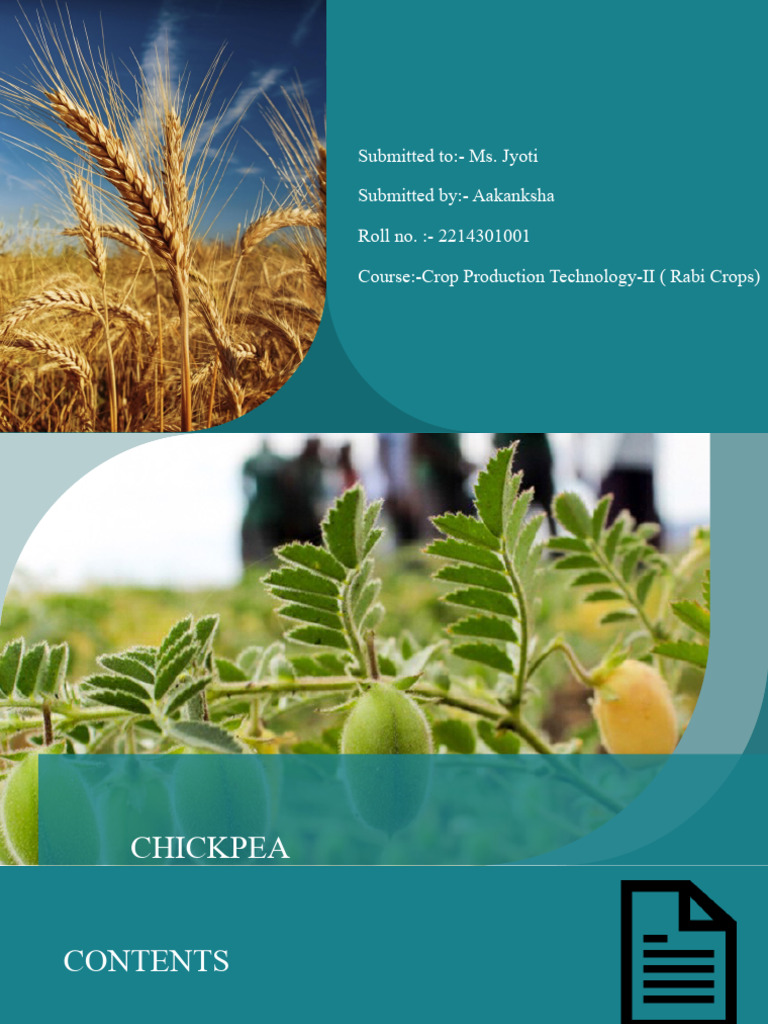 Chickpea Ppt | PDF | Chickpea | Legume