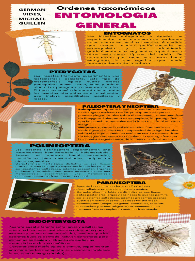 Infografía Entomología | PDF | Insectos | Larva
