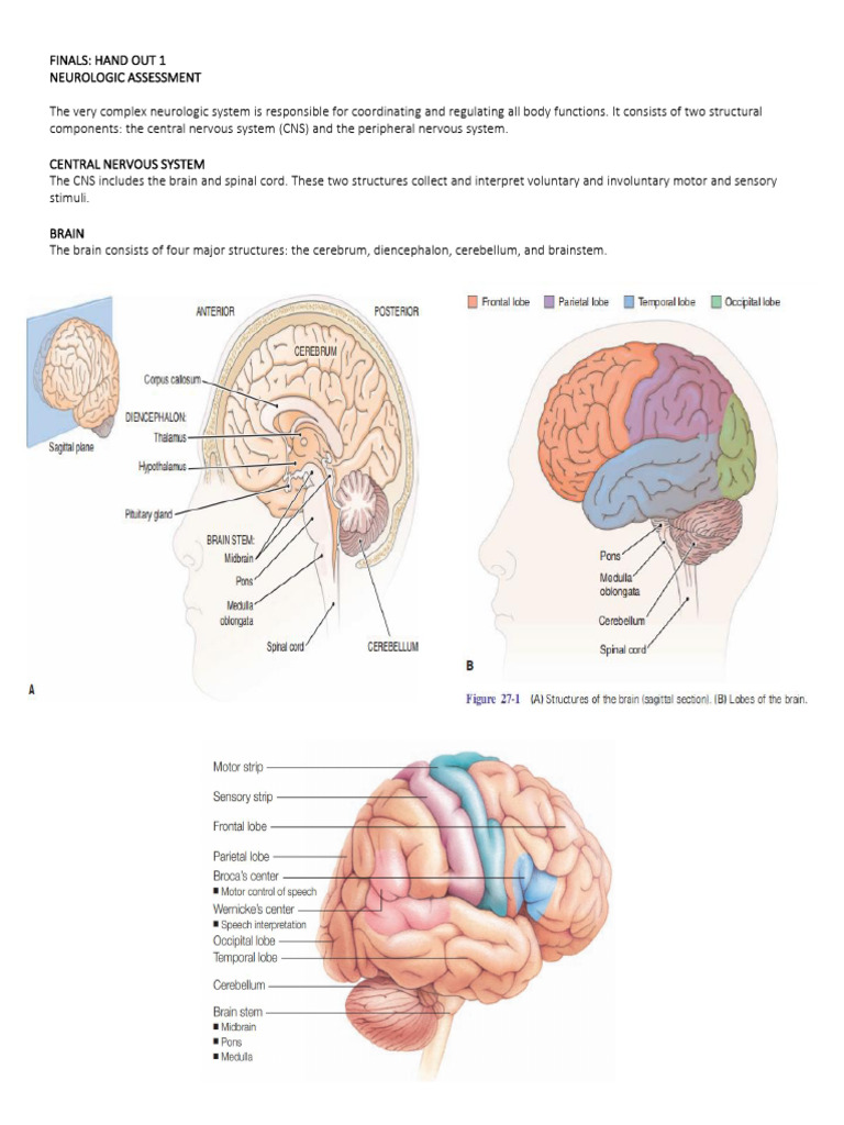Finals Neurologic Assessment | PDF | Central Nervous System | Spinal Cord