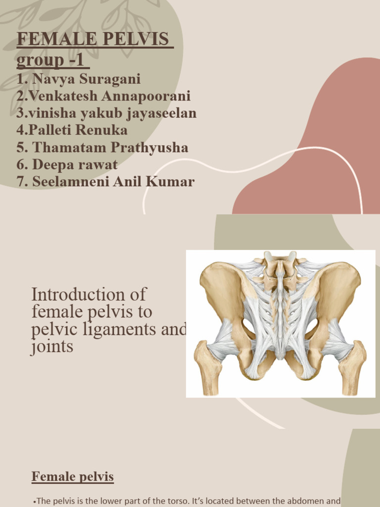 Female Pelvis | PDF | Uterus | Pelvis