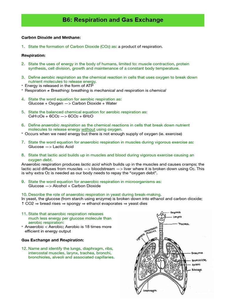 B6 Respiration and Gas Exchange - Pages | PDF | Cellular Respiration ...