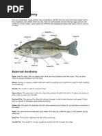 Fish Anatomy and Physiology Notes | PDF