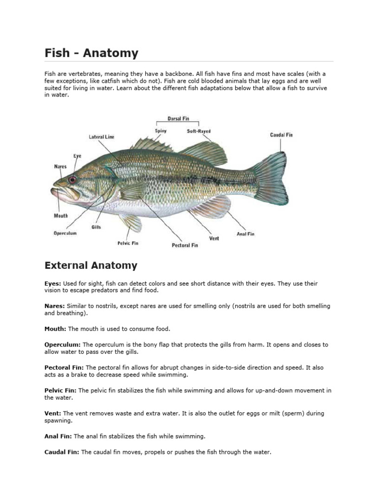 Fish | PDF | Fish | Senses