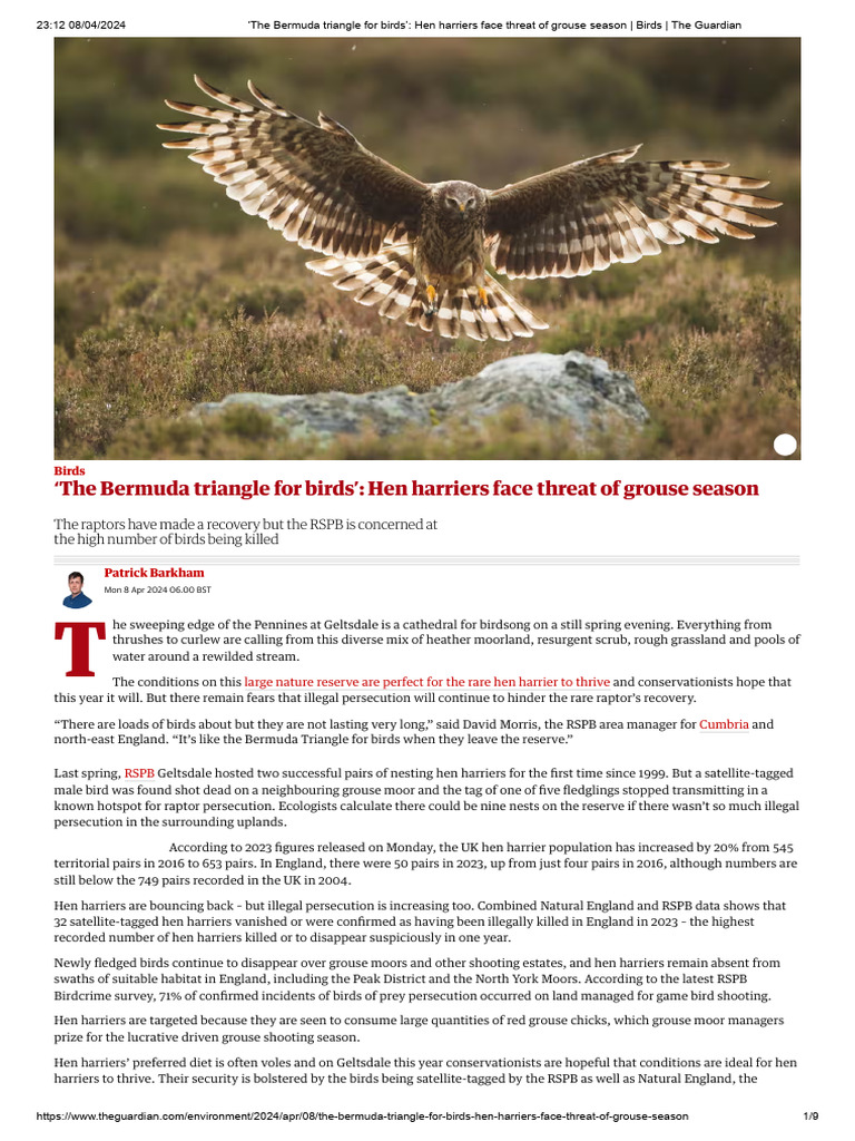 ENVIRONMENT - The Bermuda Triangle For Birds' - Hen Harriers Face ...