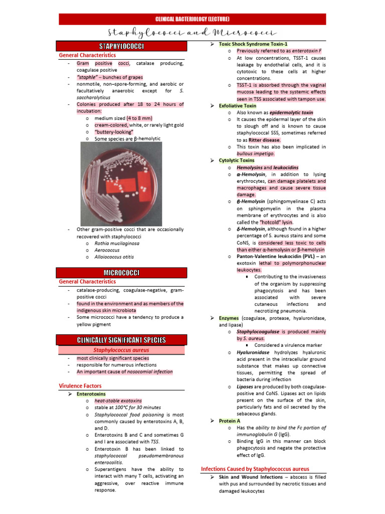 Staphylococcus And Micrococcus Pdf Staphylococcus Staphylococcus Aureus