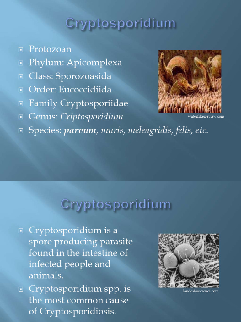 Cryptosporidium Notes PPT Curs | PDF | Medical Specialties | Microbiology