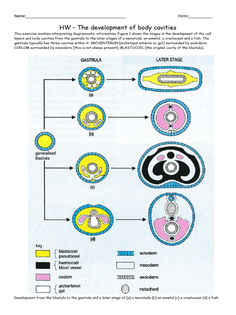 HW cavities BIO Seminar Y5 | PDF HW cavities BIO Seminar Y5 | PDF