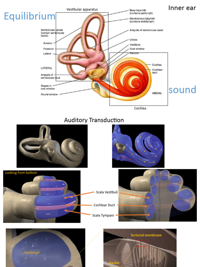 Class 7 | PDF | Ear | Auditory System