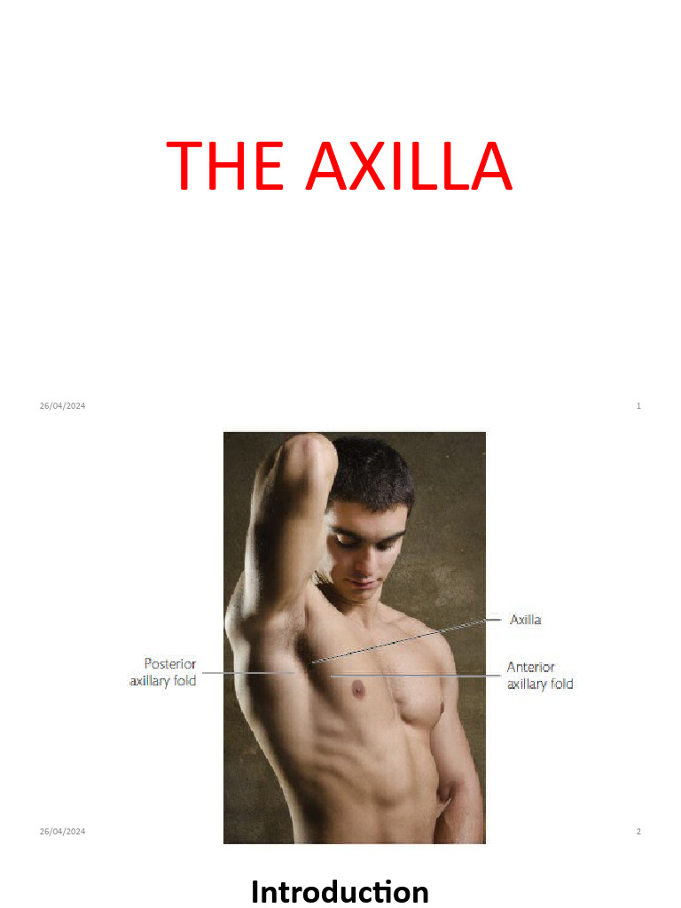 THE AXILLA PDF | PDF