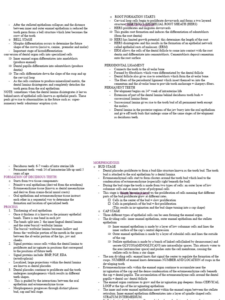 Tooth Development Stages Explained | PDF | Human Tooth | Anatomy