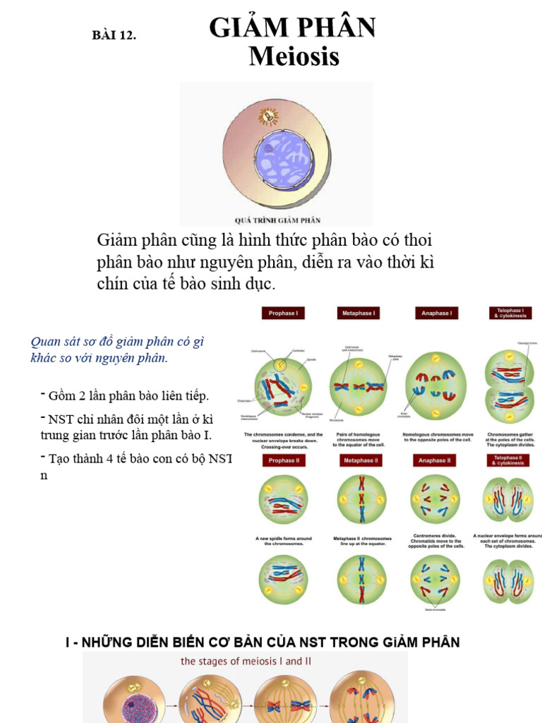 Lesson 12 Meiosis | PDF