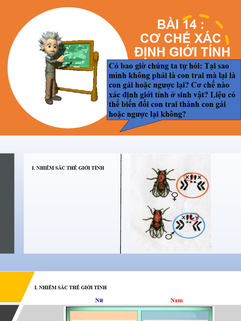 Lesson 14 Gender Determination Mechanism | PDF