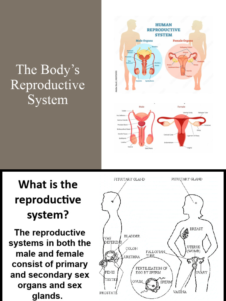 Reproductive System Power Point Ackroyd | PDF | Reproductive System ...
