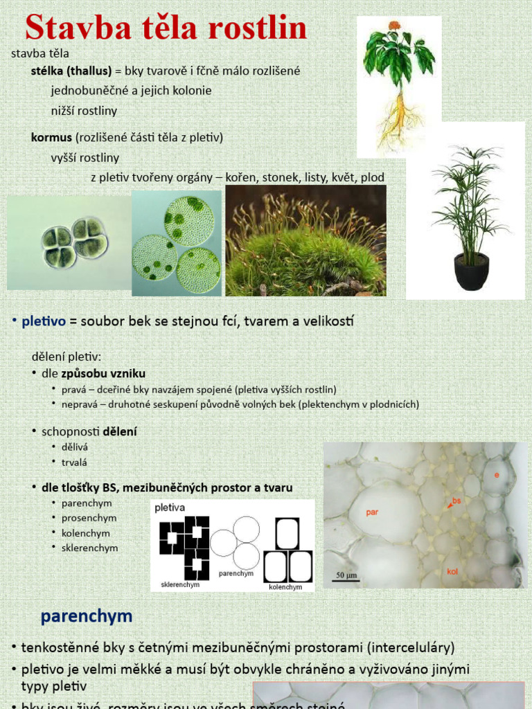 23 - Rostlinná Pletiva | PDF