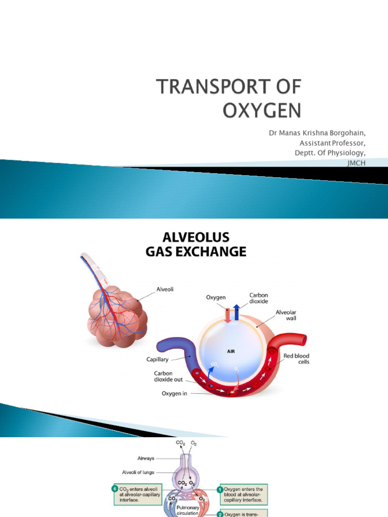 TRANSPORT OF OXYGEN | PDF | Hemoglobin | Blood