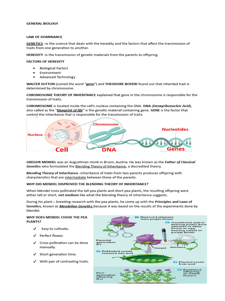 Understanding Mendelian Genetics Principles | PDF | Dominance (Genetics ...