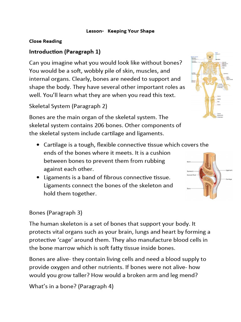 Close Reading - Skeletal System | PDF | Bone | Skeleton