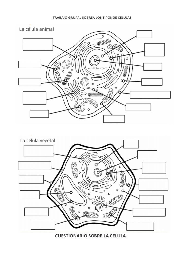 Ficha Final Celula | PDF