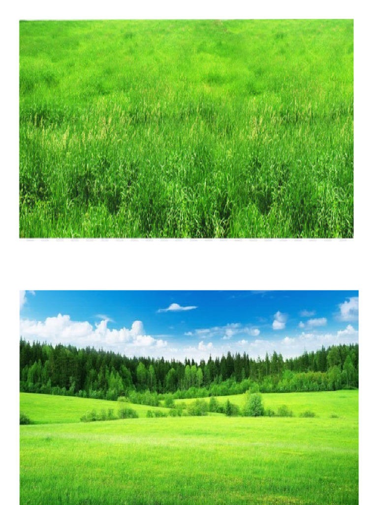 Ekosistem Padang Rumput | PDF