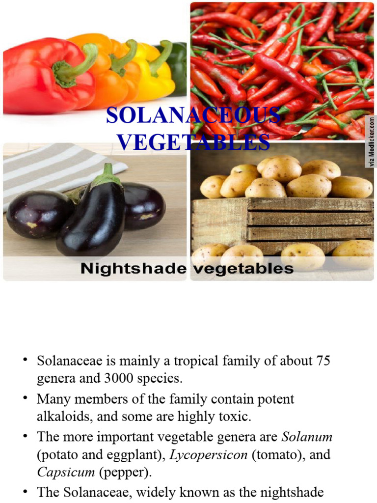 Solanaceous Vegetables | PDF | Flowers | Potato