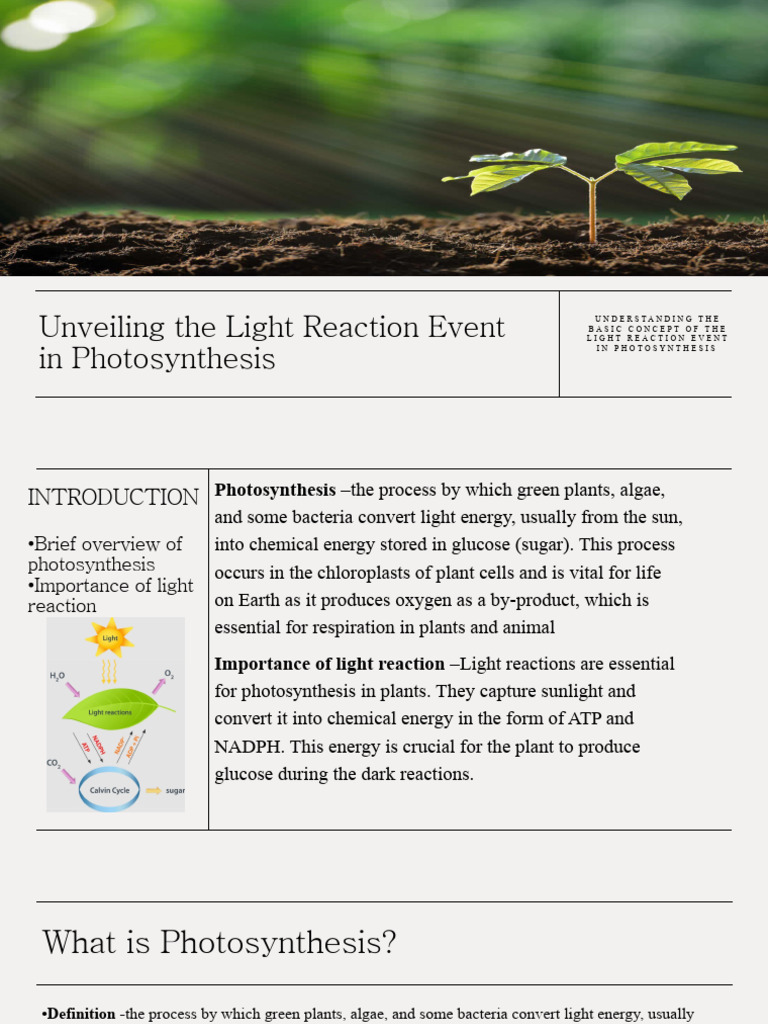 Unveiling The Light Reaction Event in Photosynthesis | PDF ...