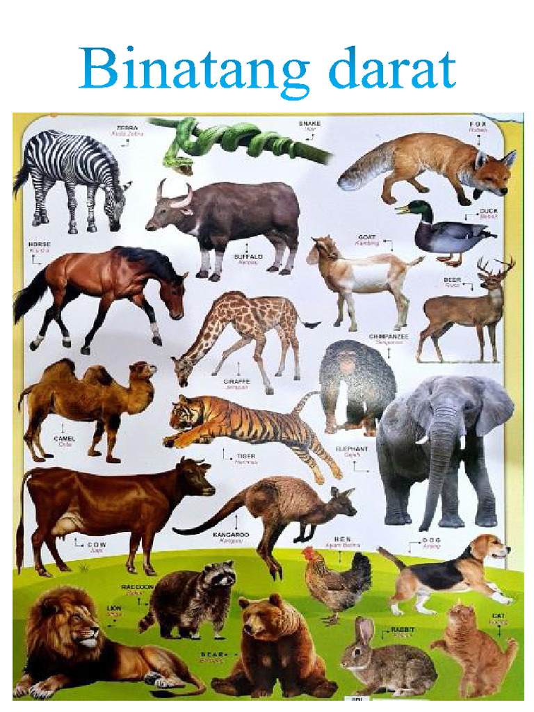 Binatang | PDF