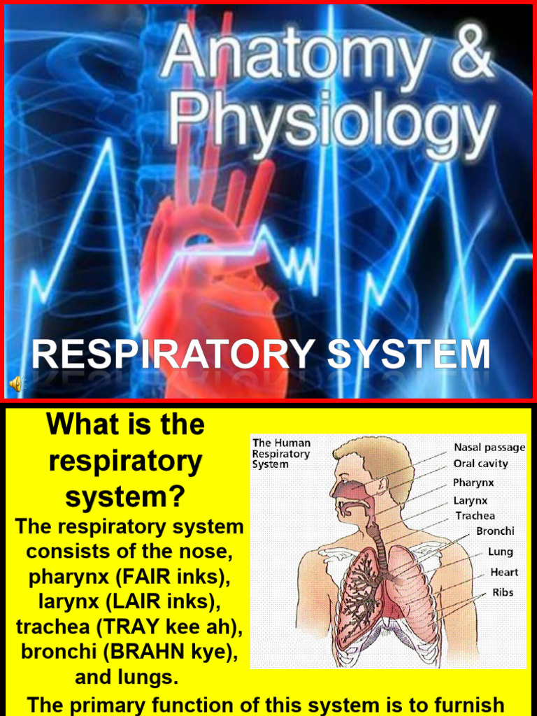 172 Anatomy Resp System | Download Free PDF | Lung | Respiratory System